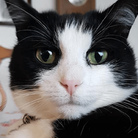 Ccplovelace Ccp Lovelace Github