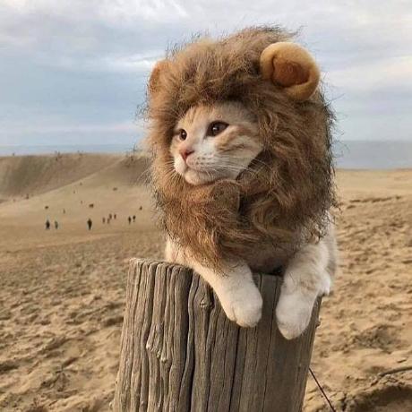 2023 Likelion Be Team2 Github