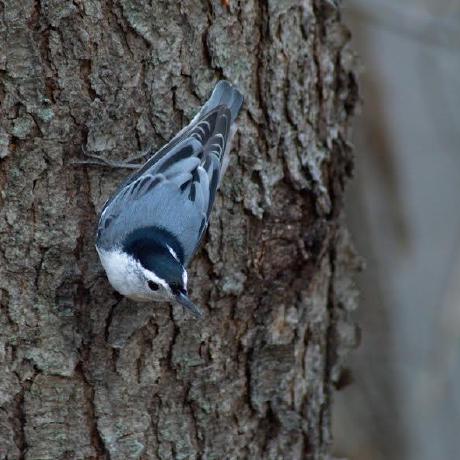 Github Stuartlab Mina Mina Mitochondrial Network Analysis Is A