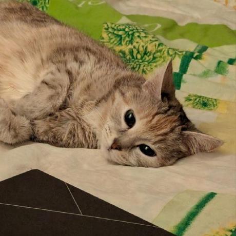 Thisdialynx Lynx Github