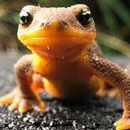 The Newt Project Github