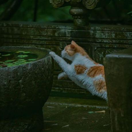 Dawson Web Dawson Github