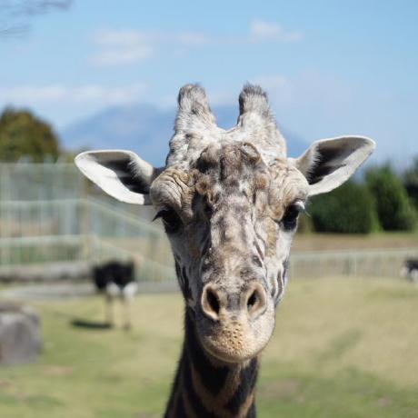 Tetsu 777 Tanitetsu Github