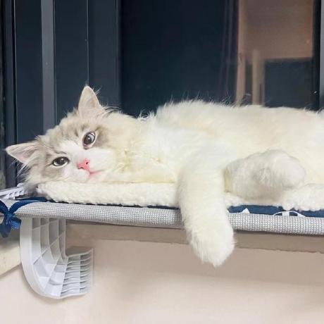 Sikygu Gu Siqi Github