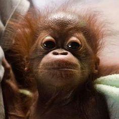 Uadeo Melissa Github