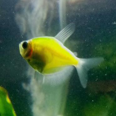 Cbmage Cbmage Github