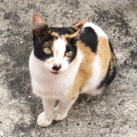 Chye Peng Teo Chye Peng Github