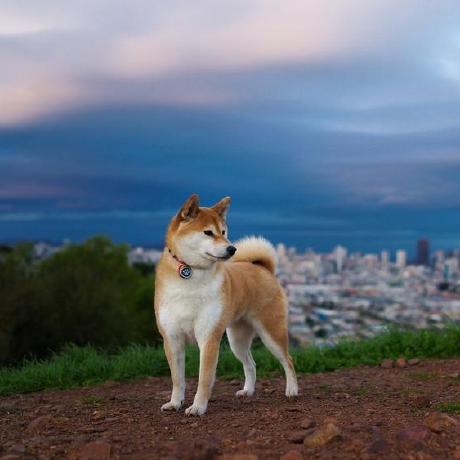 Chenhan Hedgey Github