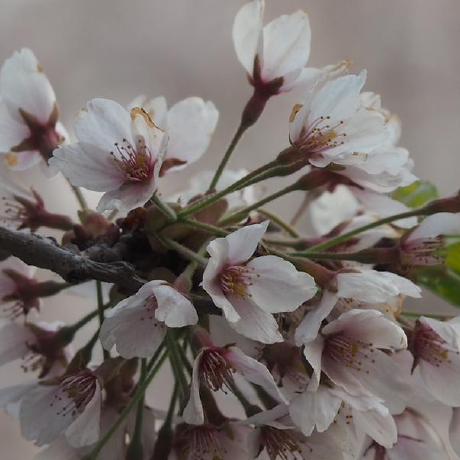 Jefferylwu Jeffery Wu Github