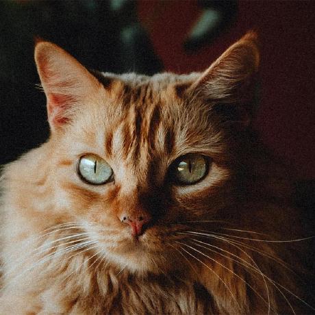 Huanyu Fish 黄宇涛 Github