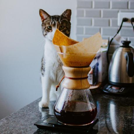 Scarlett Brew Github