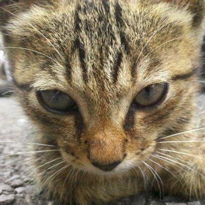 Tarrragon Tarragon Github