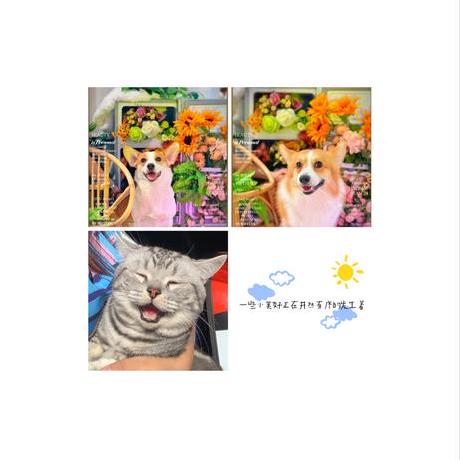 Belle0602xin Yuxin Hou Github