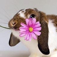 Chrisknue Msft Chris Knue Github