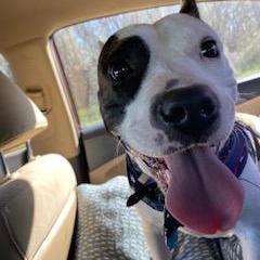 Puppybowlgroup2 Github