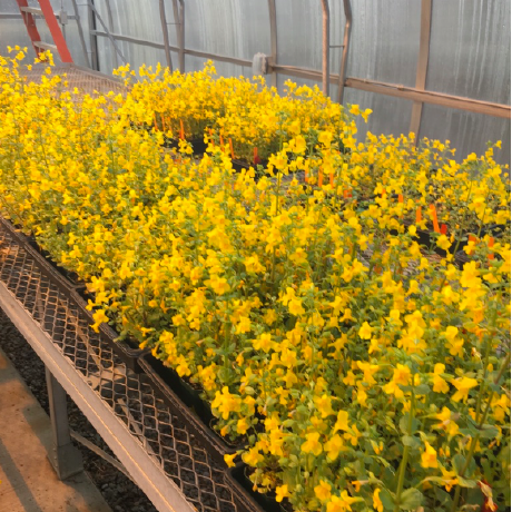 Fishmanlab Um Github