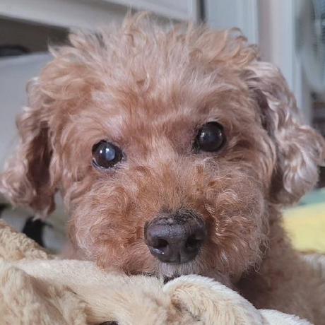 Yubin Githubb Moon Yubin Github