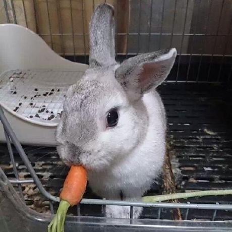 Kenshin O Ken Github