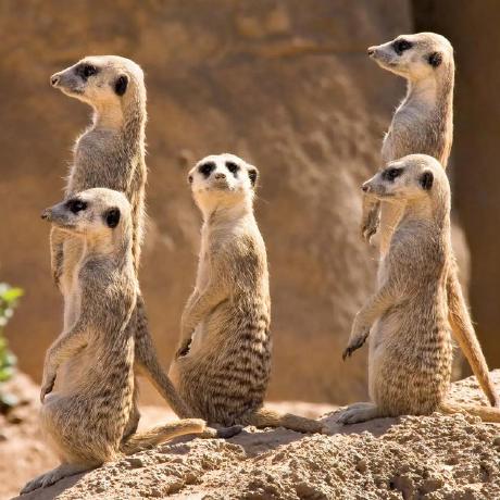 Ytu Meerkat Github