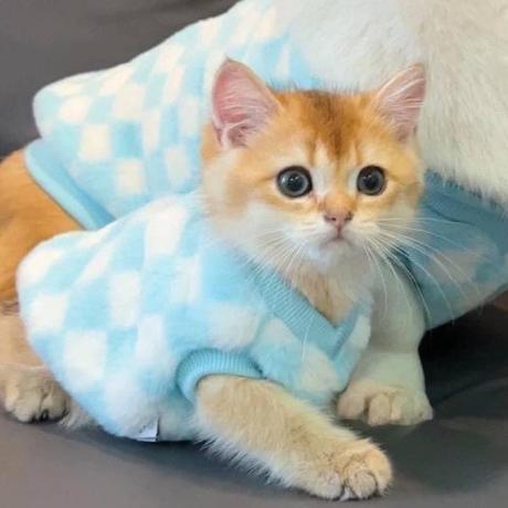 Krebswang Krebs Github