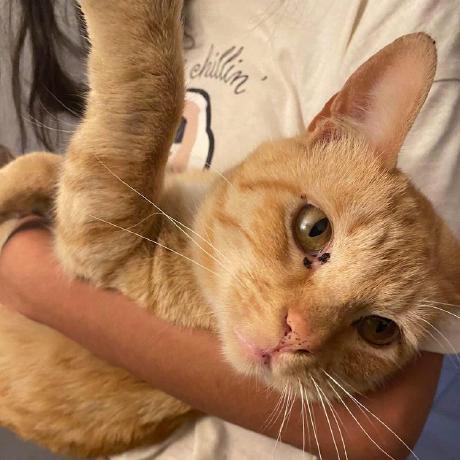 Qxangel Qxangel Github