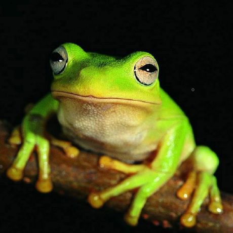 Frog02h Github