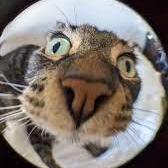 Siri1291 Siri Sirironnachai Github