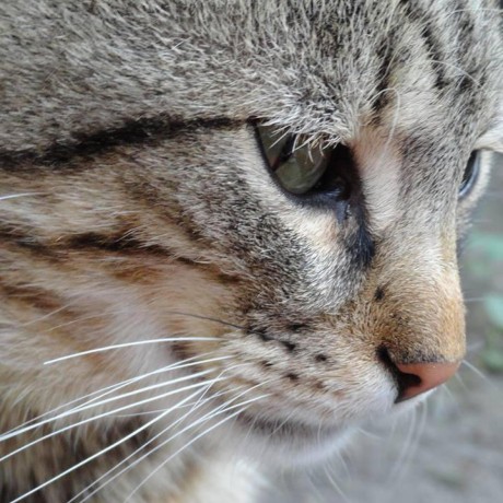 Cornelg7 Cornel Github