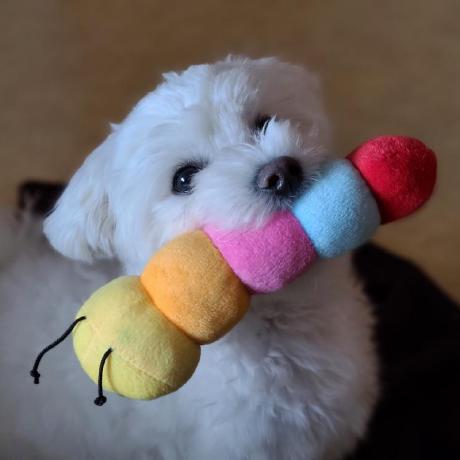 Parksoyun Repo Soyun Github