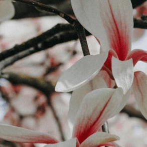 Emelieh Cloud Emelie H Github