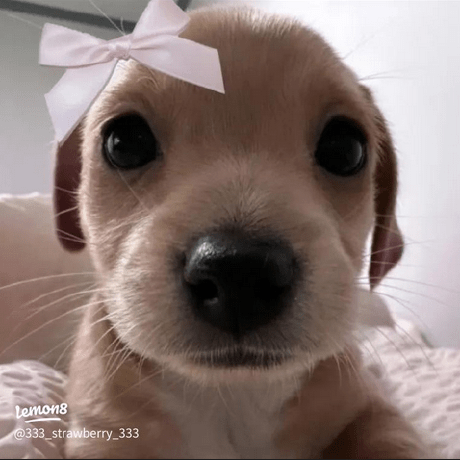 Naomiiap Naomi P Github