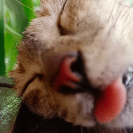 Cl1ntdev Clint Github