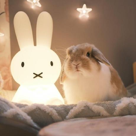 Amycatgirl Amy Github