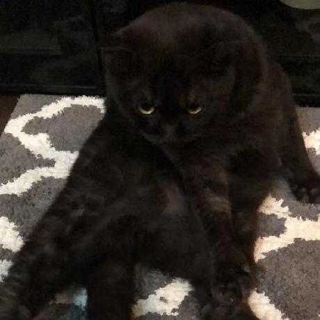 Github Wge2002 Omnigibson Env2text - Download Beautiful Nature Illustration | Desktop