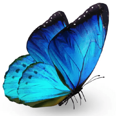 Butter Flying Github