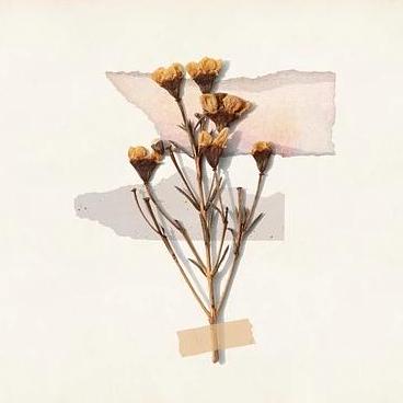 Alice In Neverland Github