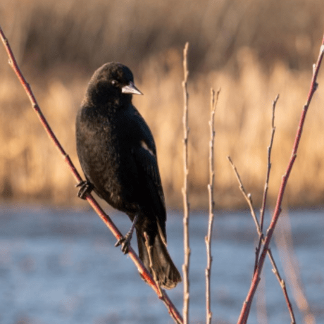 Echiubc Ethan Chiu Github