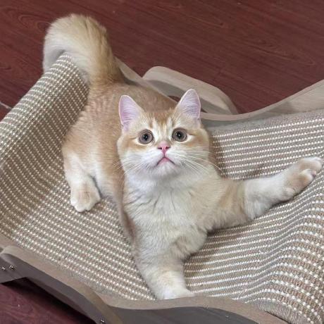 Junekurewu Jun Wu Github