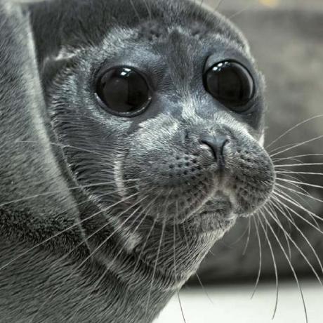 Eugenecyber Eugene Github