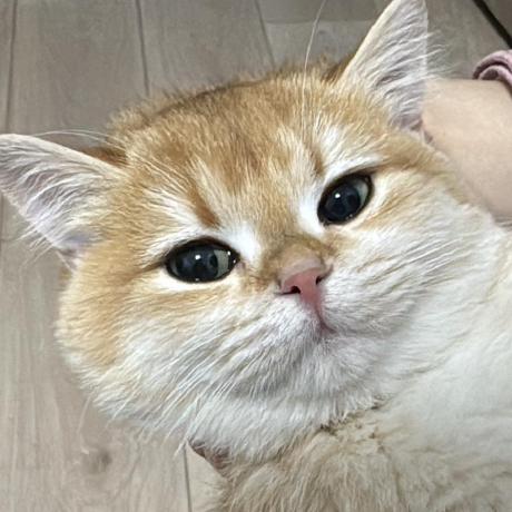 Vanvanhasnophi Vincent Chen Github