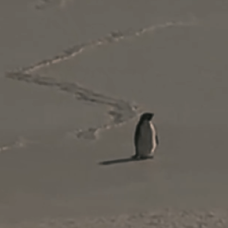 Shabbann Ahmed Hegazy Github