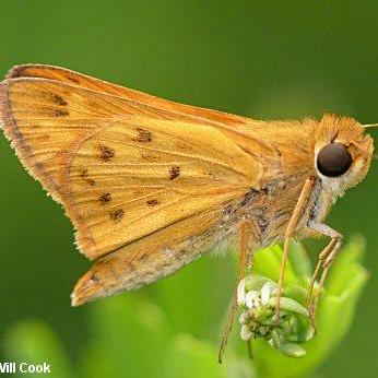 Sf Fiery Skippers 2016 Github