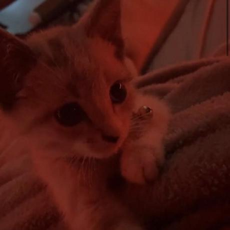 Literaliymatt Matt Github