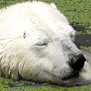 Corinne Antonia Github - Best Mountain Illustrations in Ultra HD