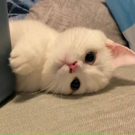 Nina Cole Nina Ou Github