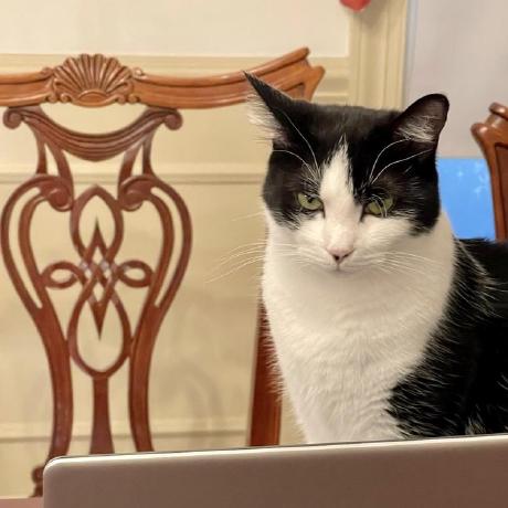 Rachel Coding Github