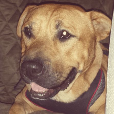 Sandyarmstrong Sandy Armstrong Github - Creative Retina Light Images | Free Download