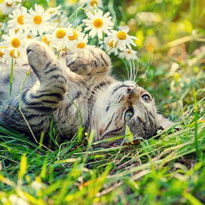 Rosemarymejia Rosemary Github