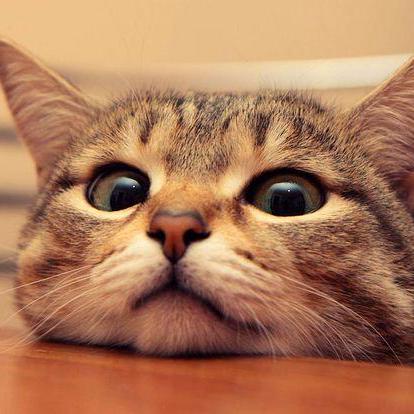 Anush R Anush R Github