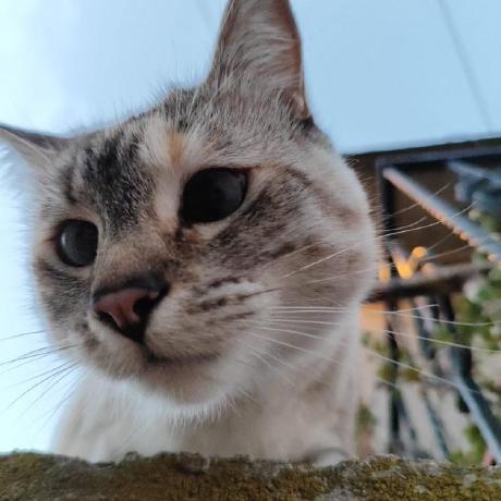 Guadalupelopezasc Guadalupe La Github